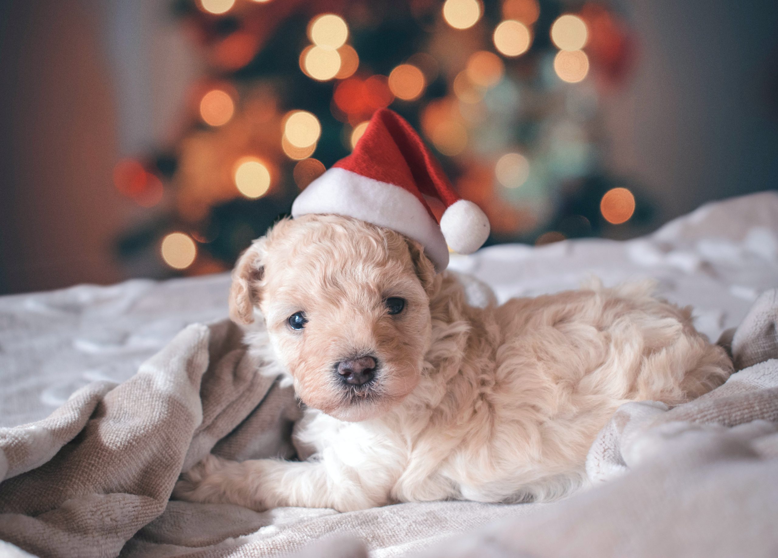 Complete guide to adopting a dog this holiday season | Fitdog Blog