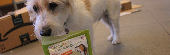 Doggie DIY: 3 ways to turn old boxes into dog games