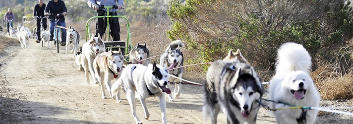 Dog Sports: Mushing