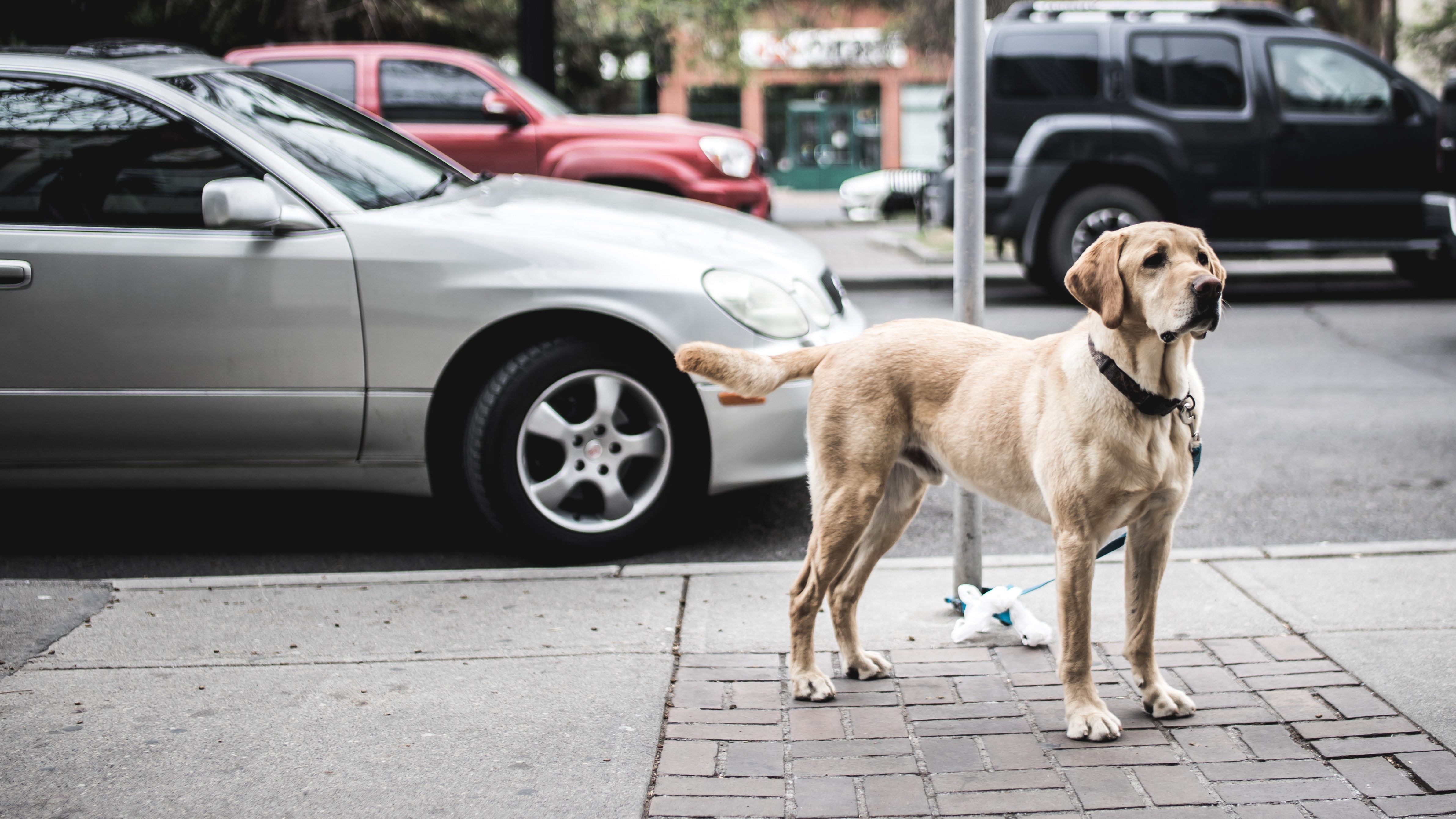 Places to avoid with your dog | Fitdog