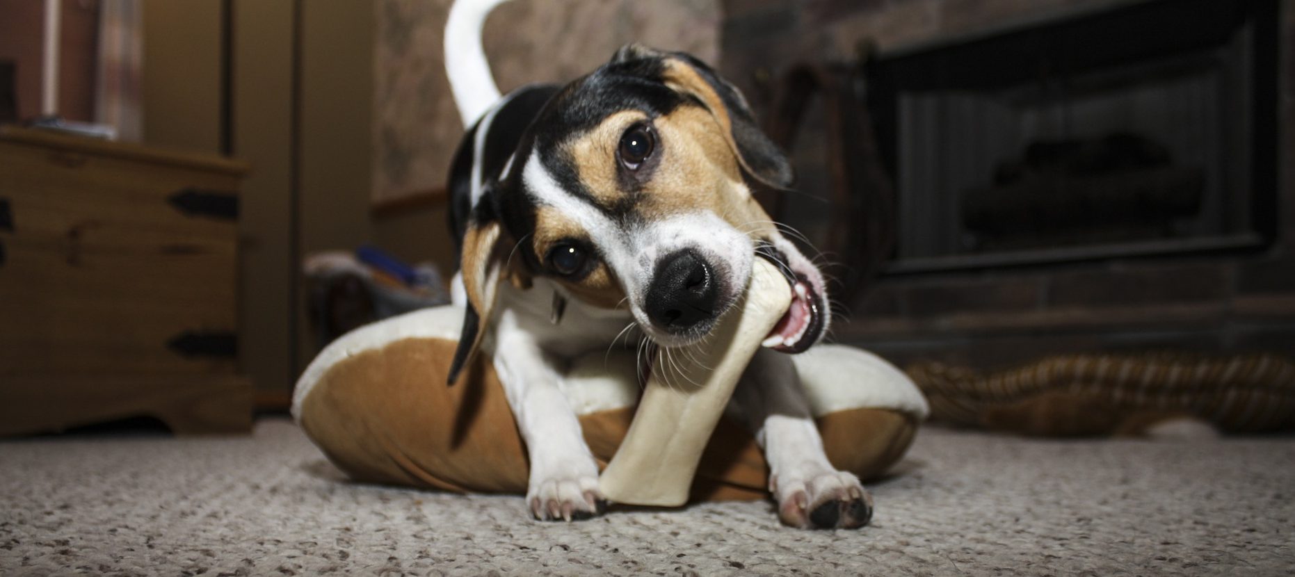 The Fitdog Guide to Bone Treat Safety