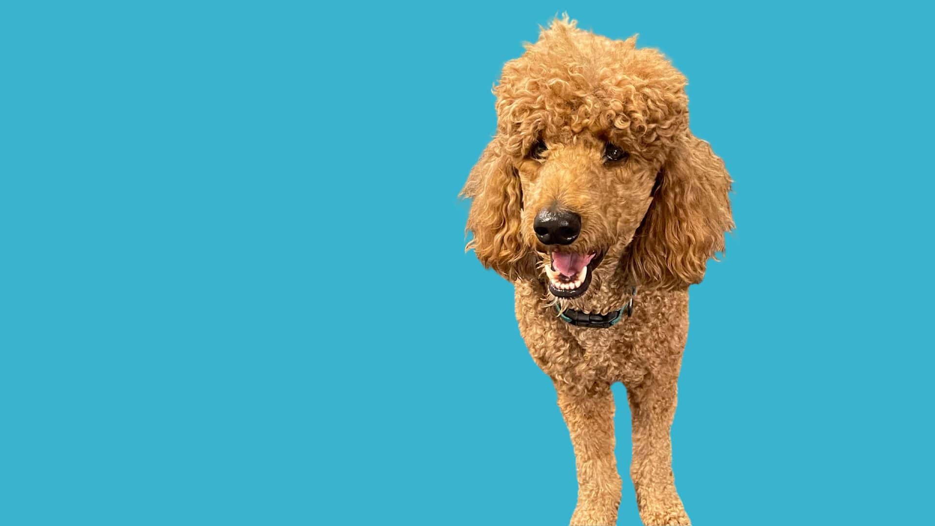 Meet Rio, our Fitdog of the Month | July 2024